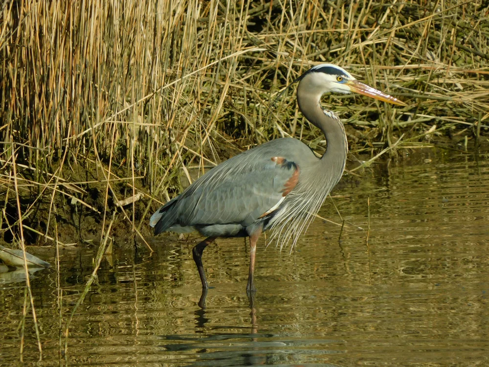 Wading Birds | Discover Wading Birds Today — Birding Pictures