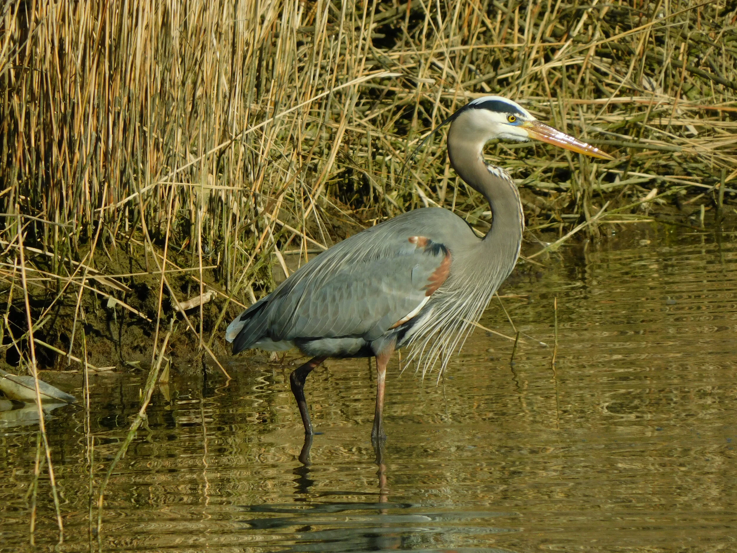 Wading Birds | Discover Wading Birds Today — Birding Pictures
