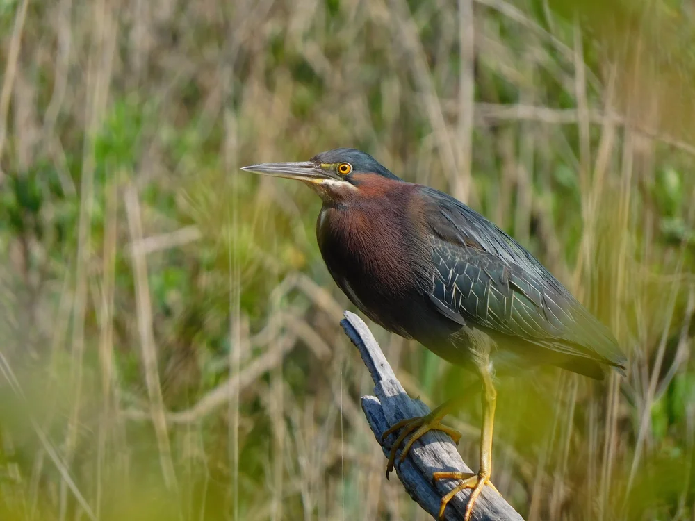 Wading Birds | Discover Wading Birds Today — Birding Pictures