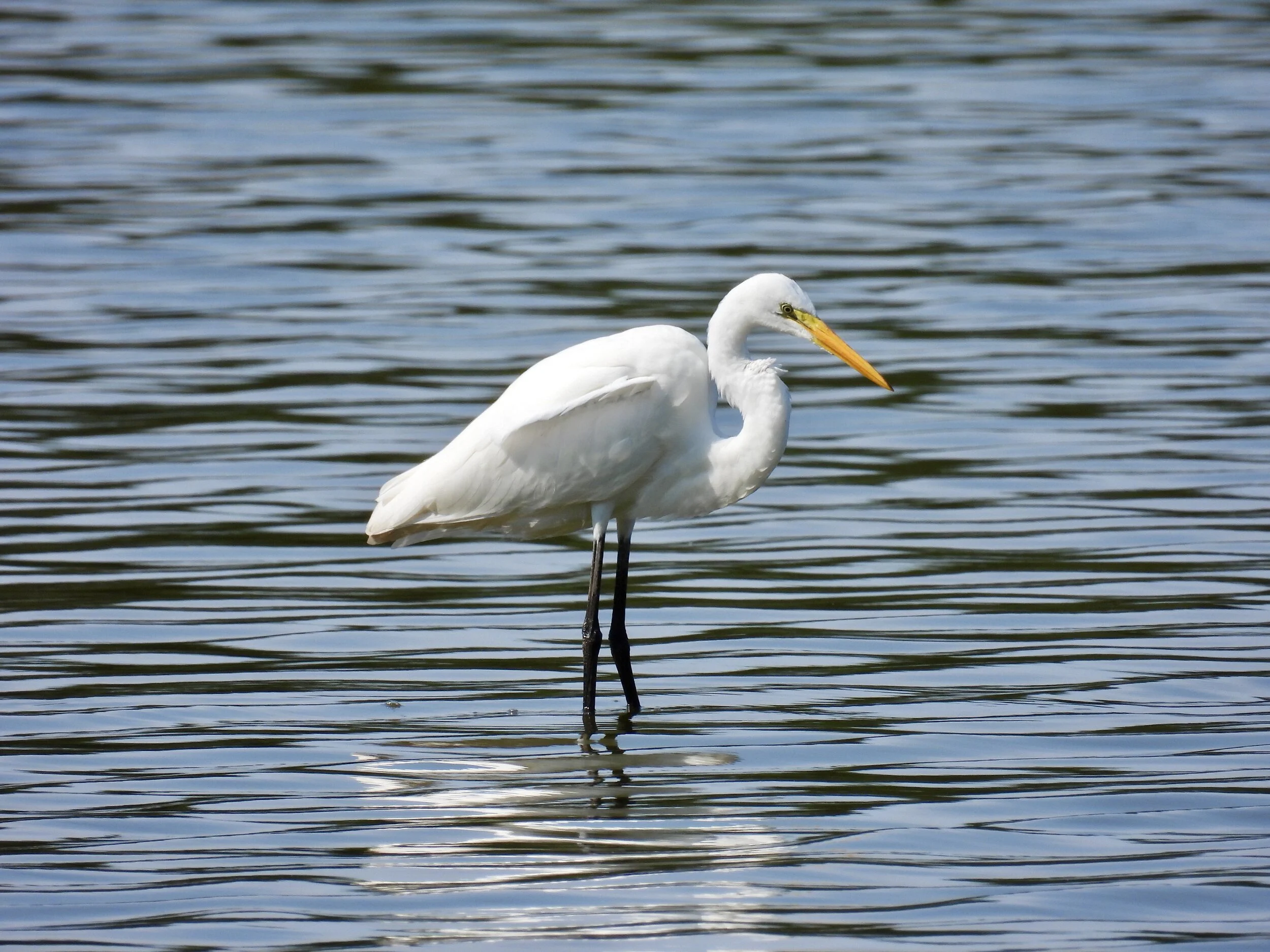 Wading Birds | Discover Wading Birds Today — Birding Pictures