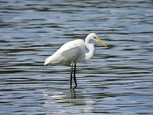 Wading Birds | Discover Wading Birds Today — Birding Pictures