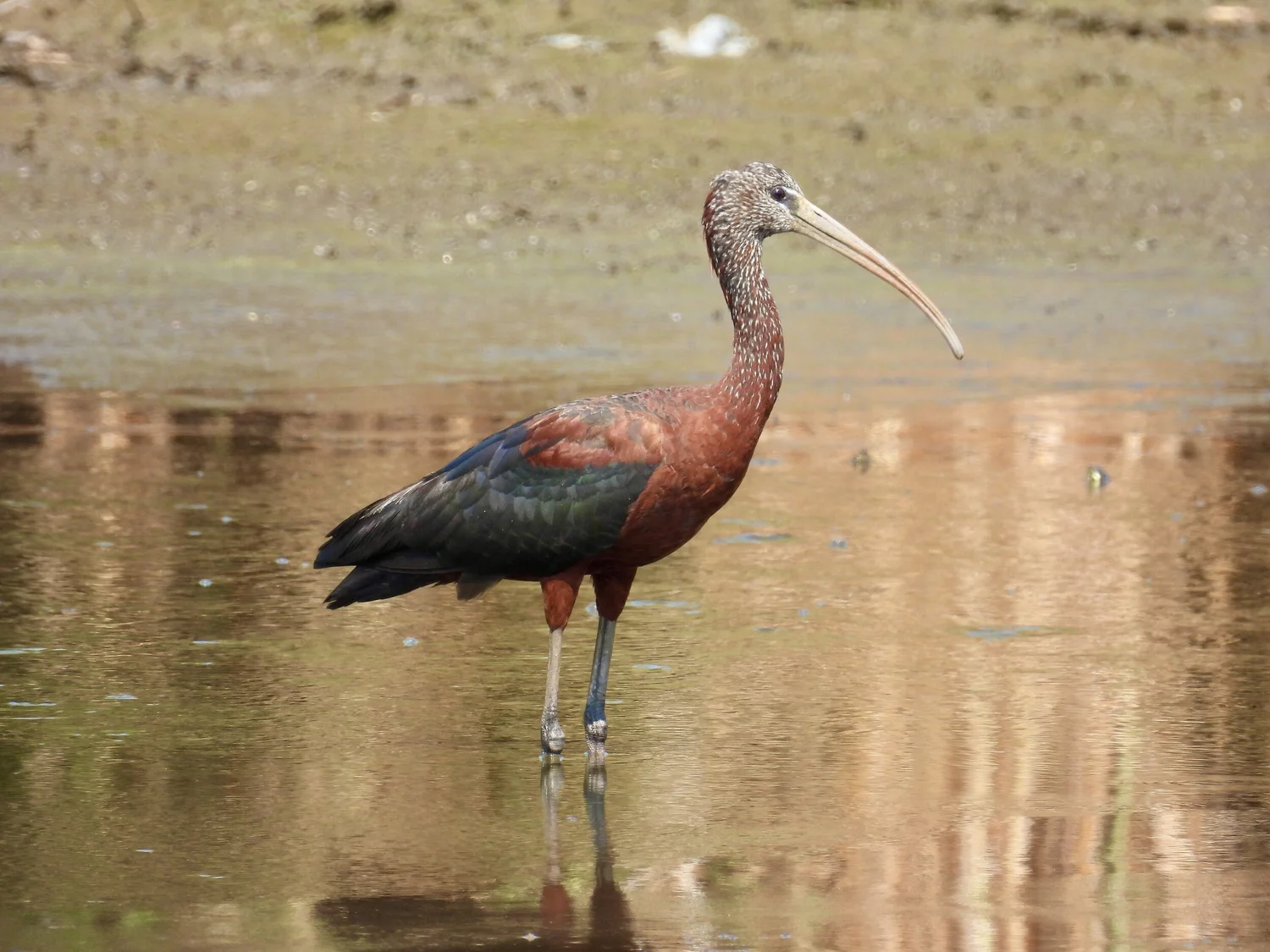 Wading Birds | Discover Wading Birds Today — Birding Pictures