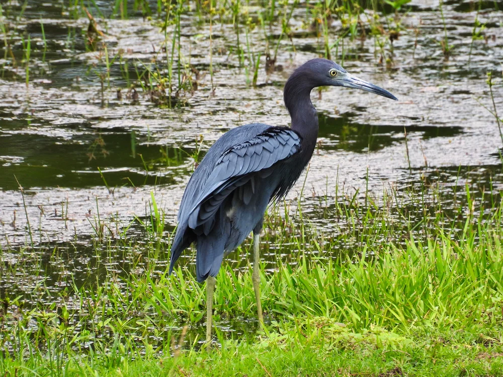 Wading Birds | Discover Wading Birds Today — Birding Pictures