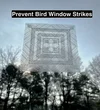 Window Strikes — Birding Pictures