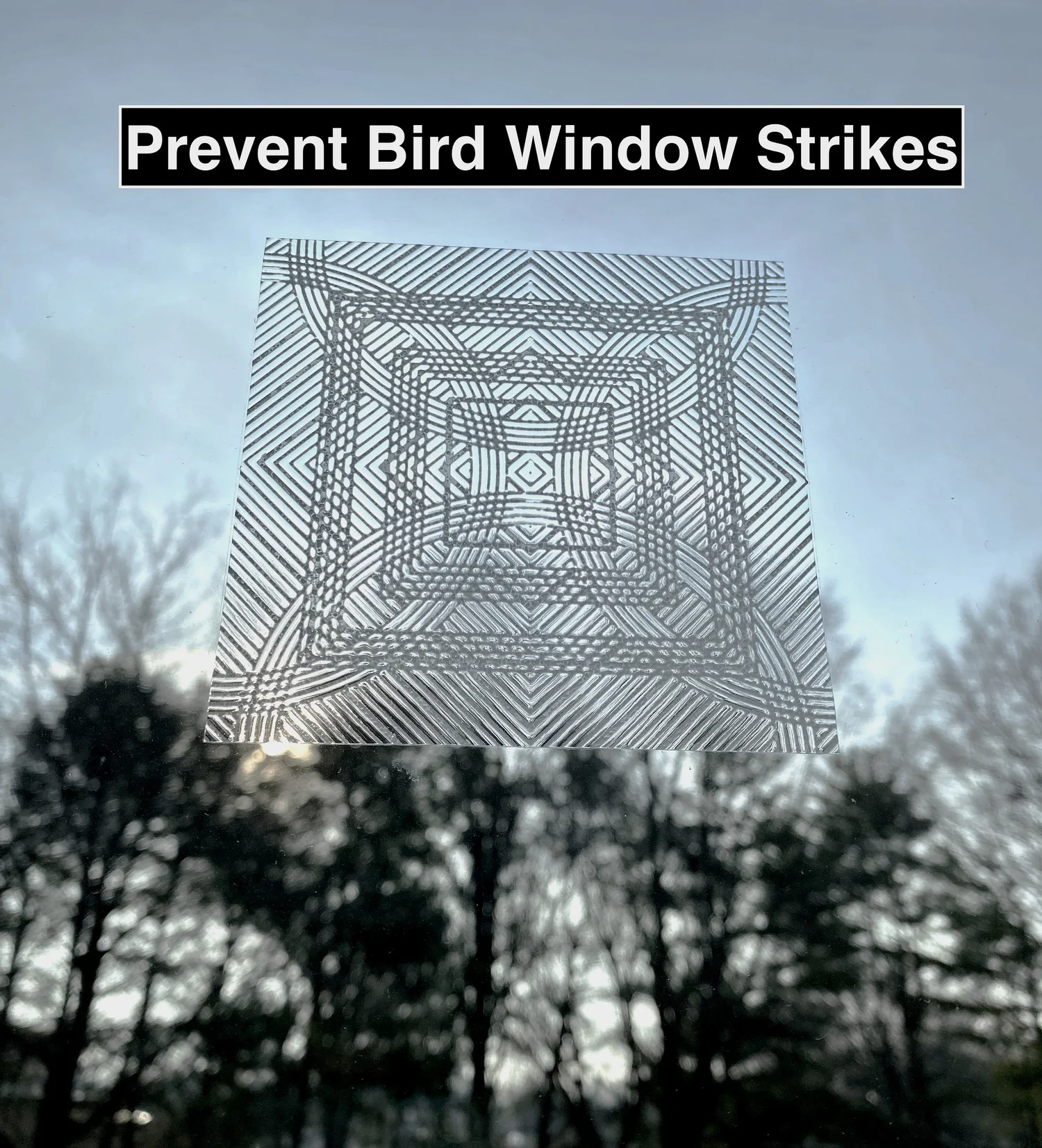 Window Strikes — Birding Pictures