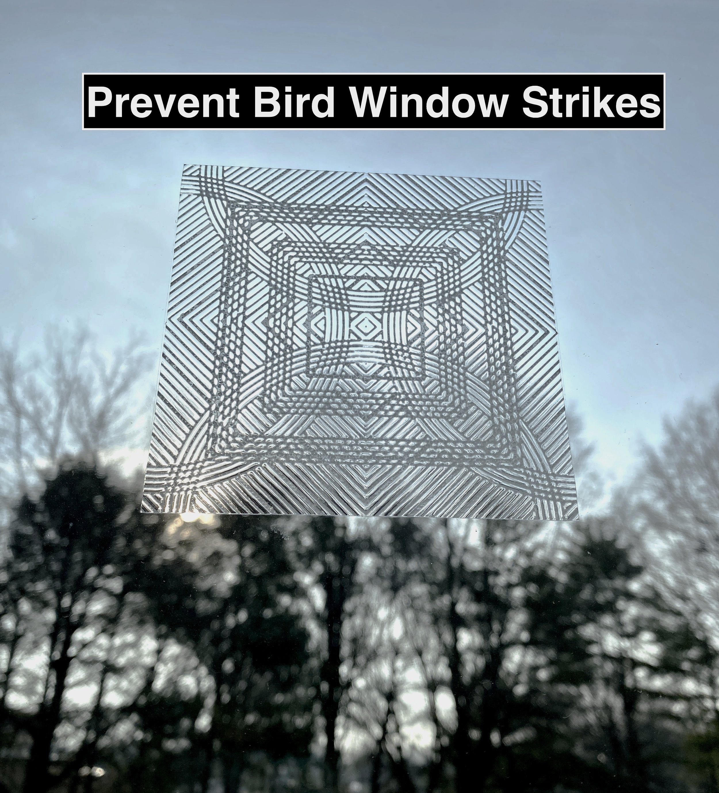 Window Strikes — Birding Pictures