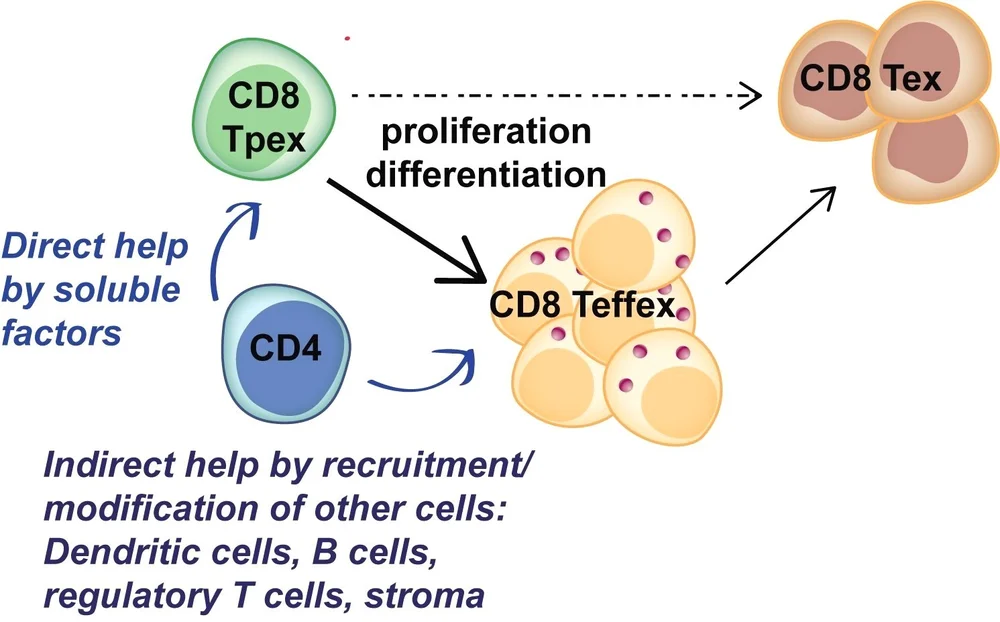 Science — Kamphorst Lab