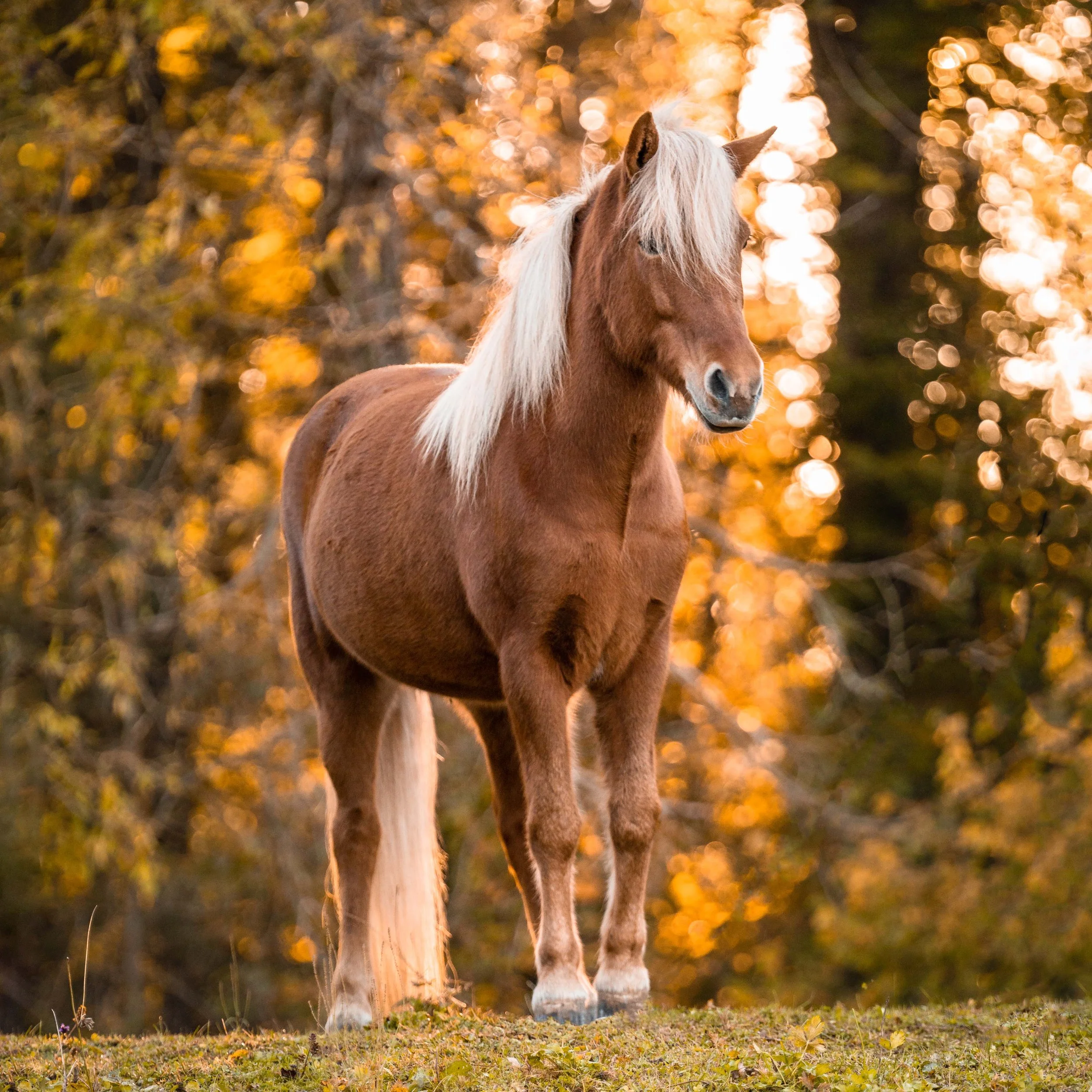 Unsere Pferde — Hof im Bundi