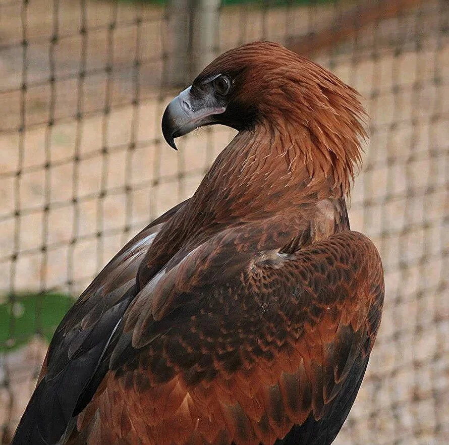 GALLERY — Wedgetail Eagle