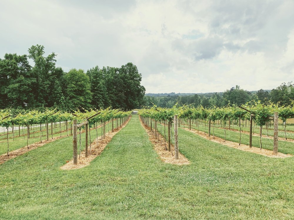 Our Vineyard — Three Strands Vineyard and Winery