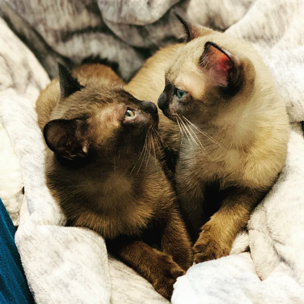 Burmese Kittens