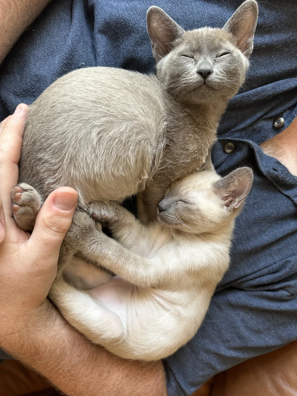 Healthy Burmese, Tonkinese & Siamese Kittens Dog-Like Personality ...