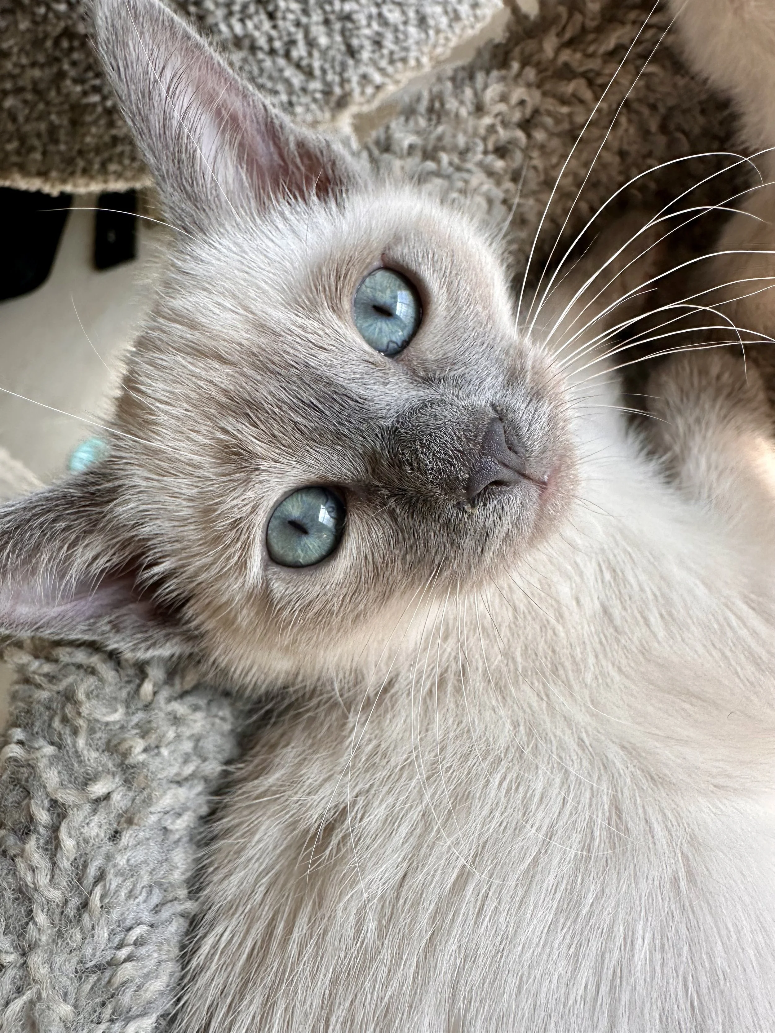 Healthy Burmese, Tonkinese & Siamese Kittens Dog-Like Personality ...