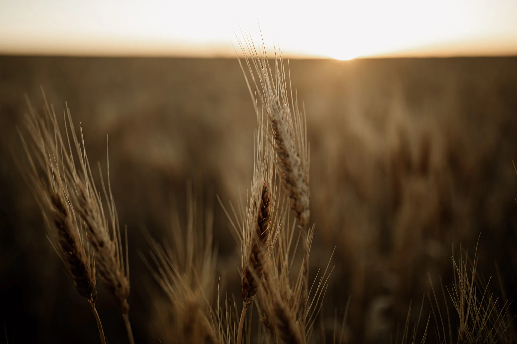 Shop — Goodies Farm