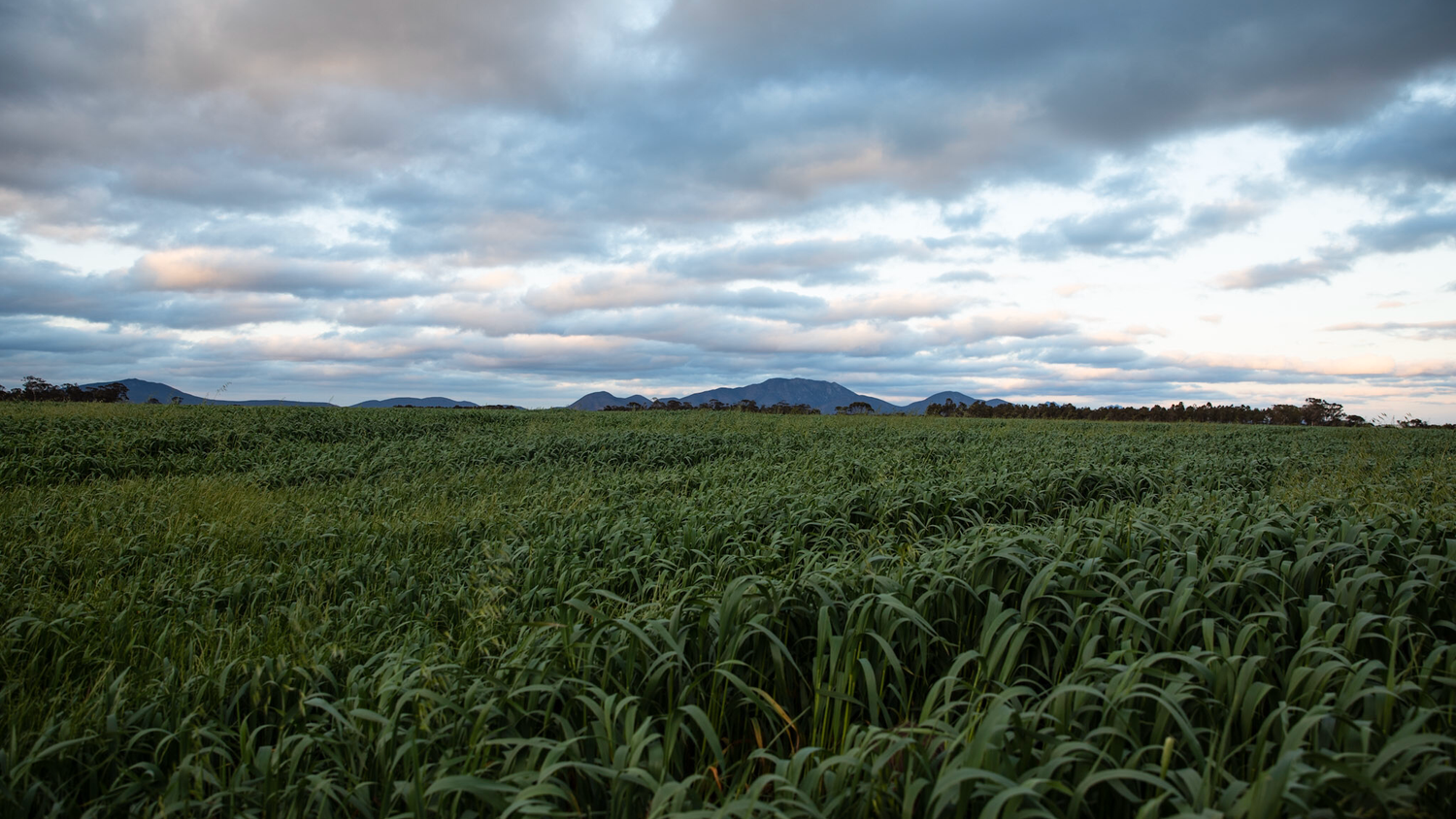 Shop — Goodies Farm