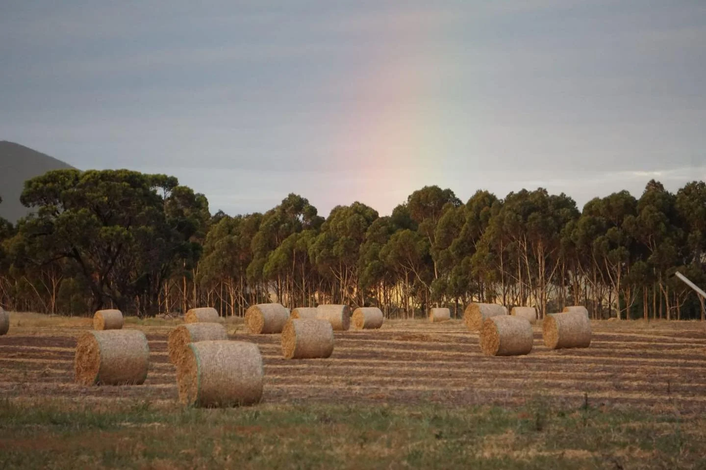 Shop — Goodies Farm