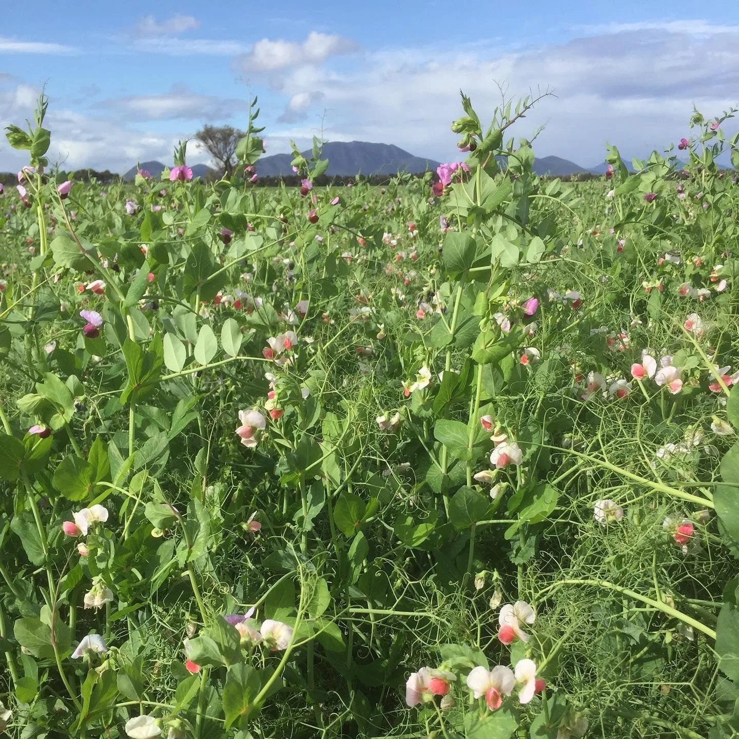 Shop — Goodies Farm