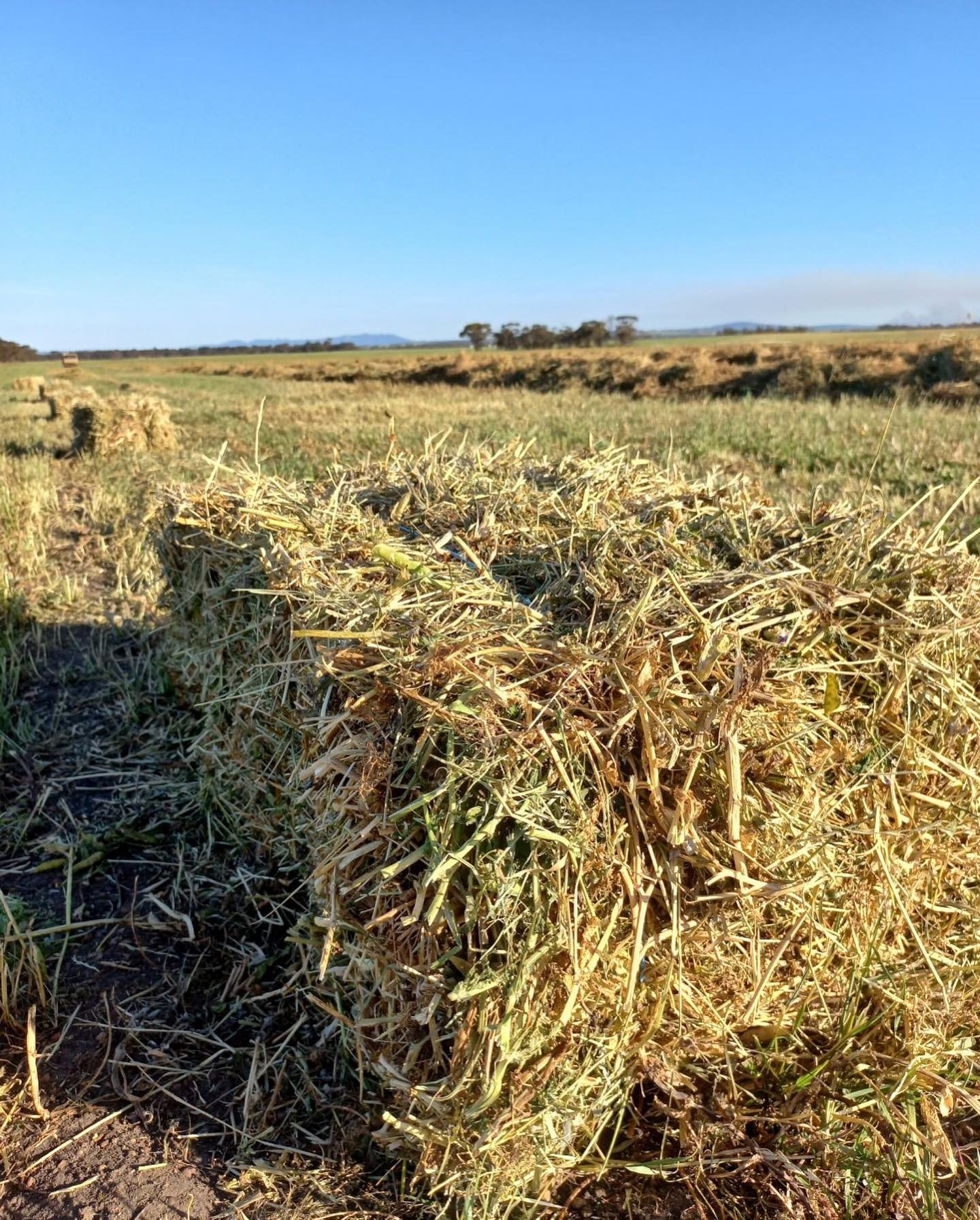 Shop — Goodies Farm