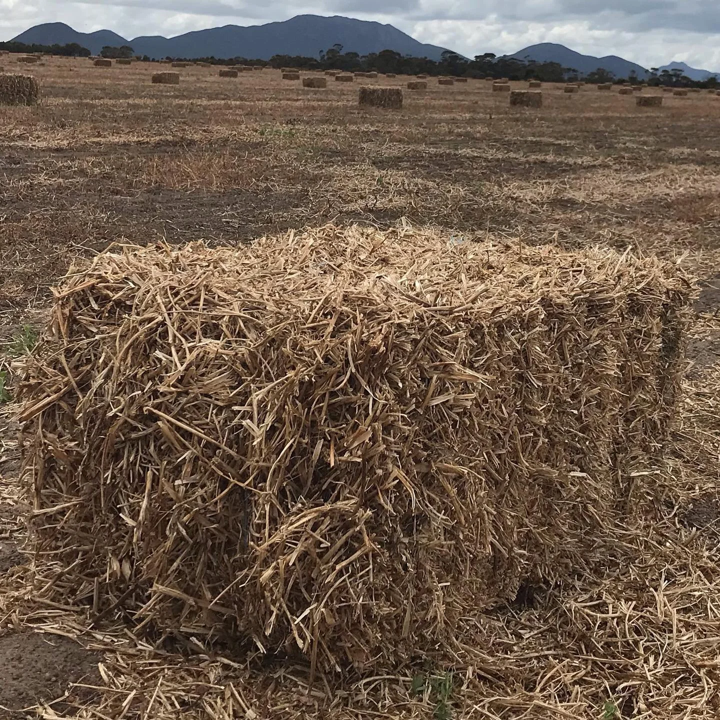 Shop — Goodies Farm