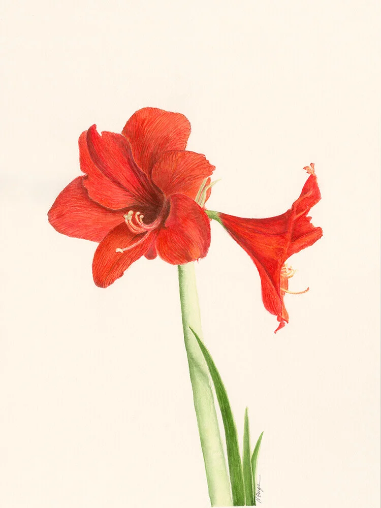 Amaryllis Flower Drawing | Best Flower Site