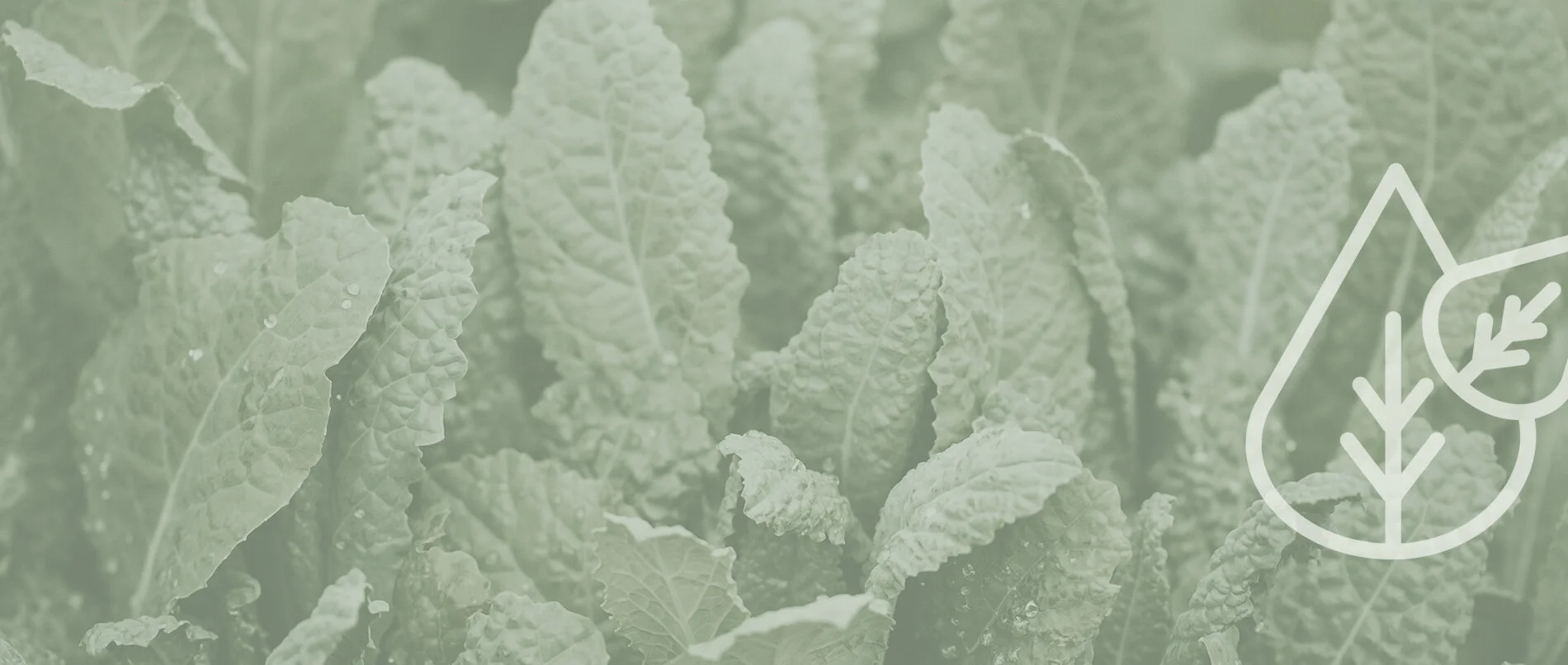 Zané Murphy Nutritionist