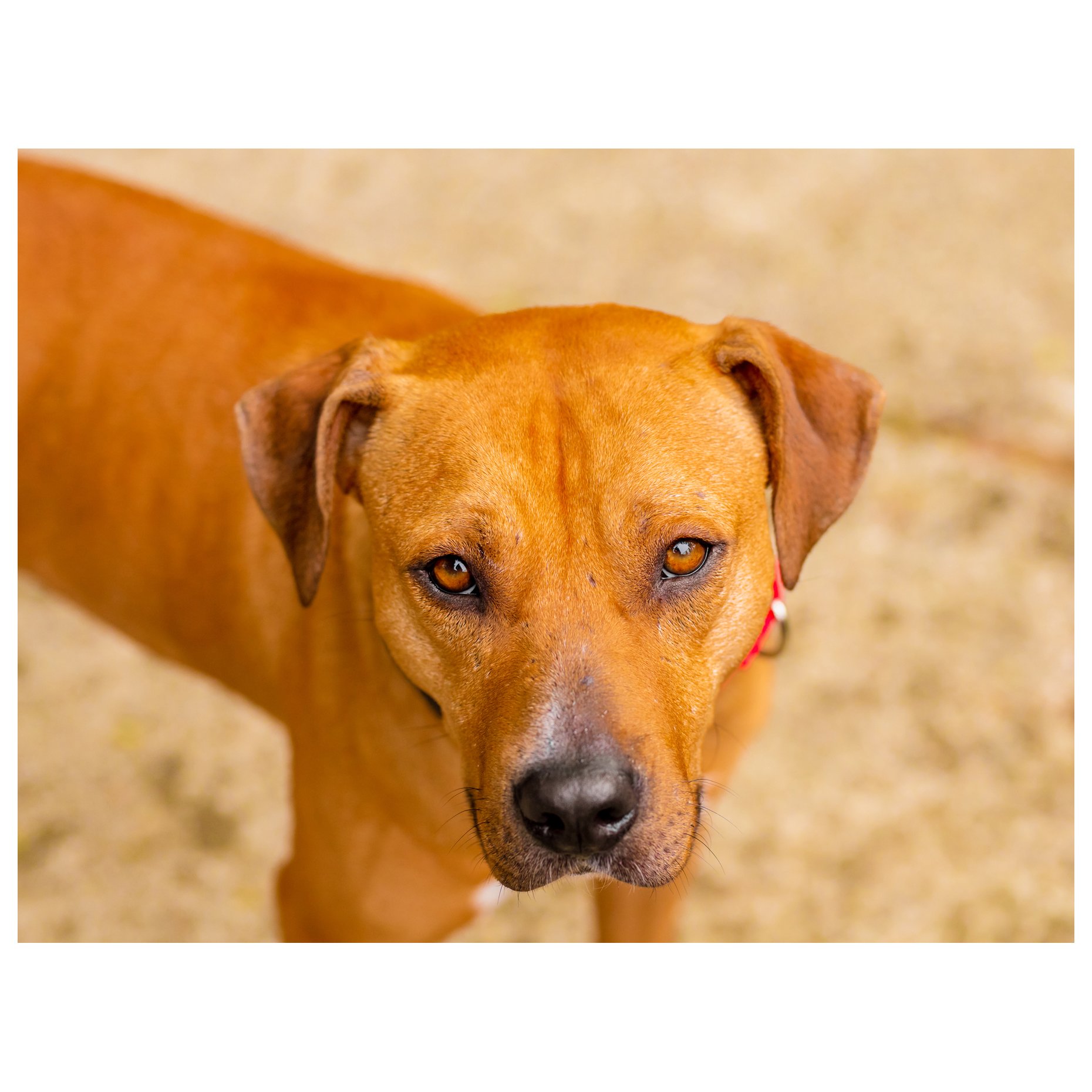 Elliott Ralph | It’s Not Just A Dog — University of Washington ...