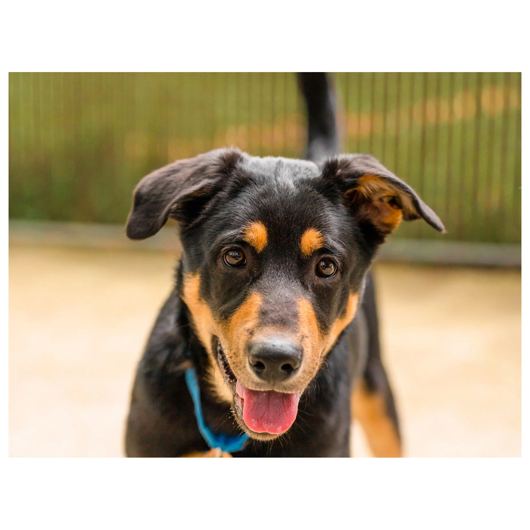 Elliott Ralph | It’s Not Just A Dog — University of Washington ...