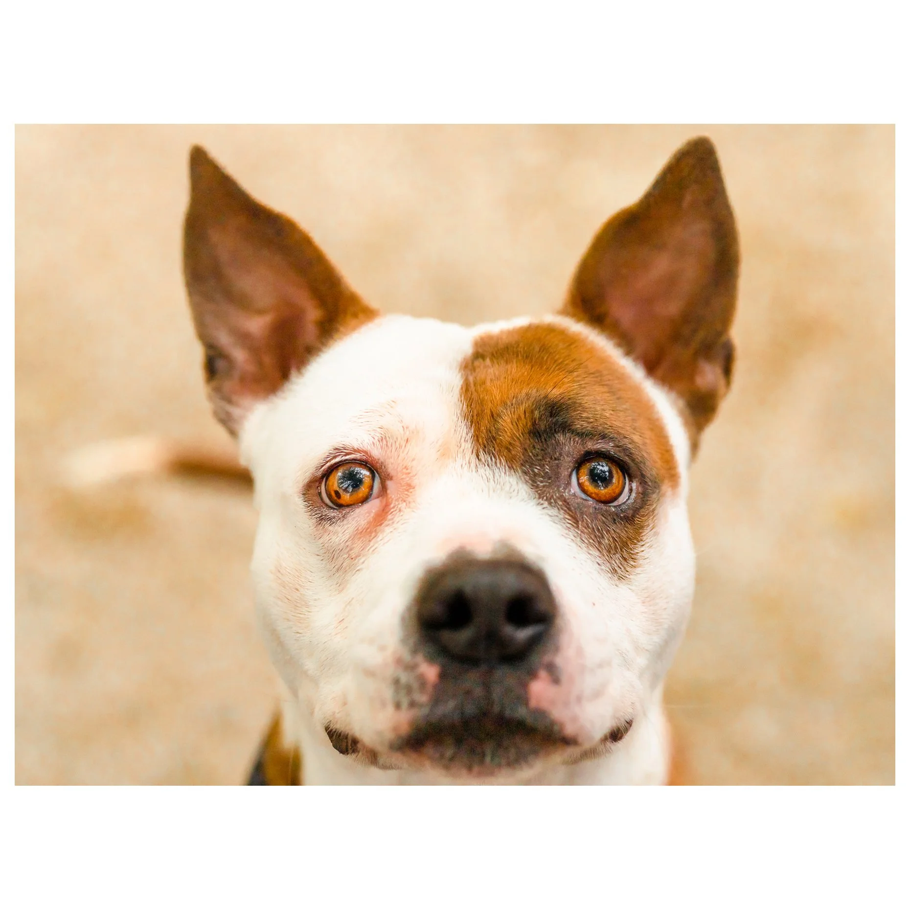 Elliott Ralph | It’s Not Just A Dog — University of Washington ...