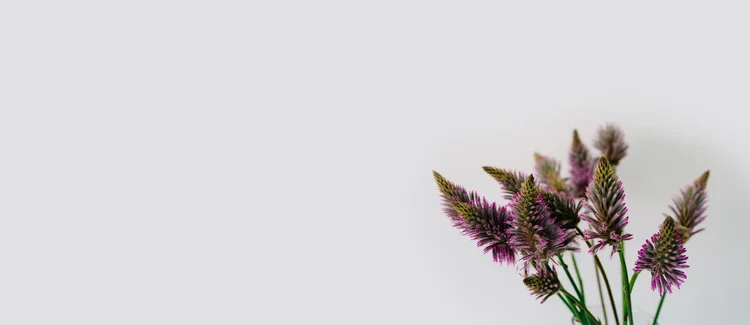 About — Shaila Visser