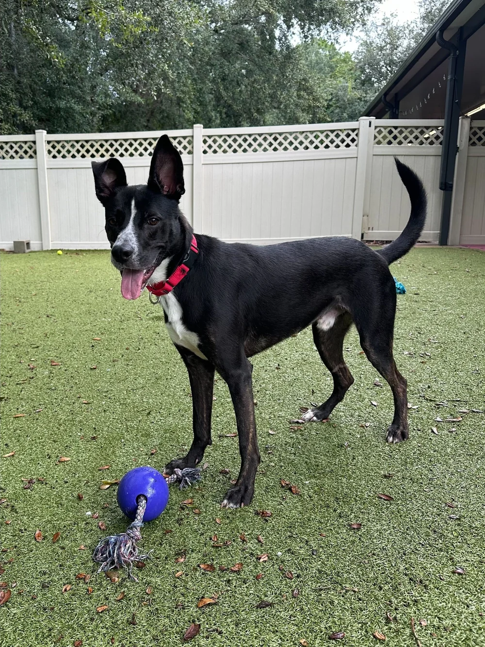 Dogs Available for Adoption — SPCA of Brevard