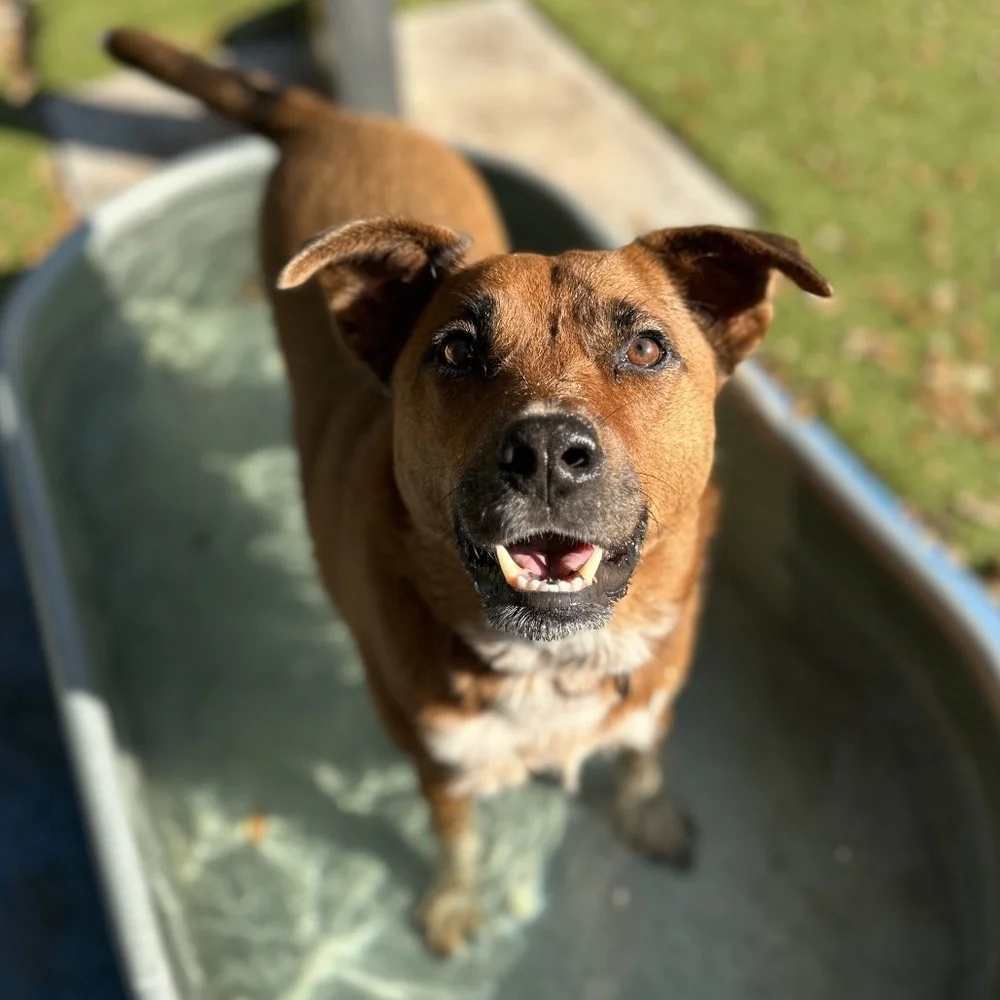 Adopt A Pet — SPCA of Brevard