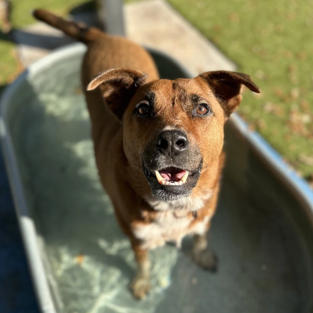 Adopt A Pet — SPCA of Brevard