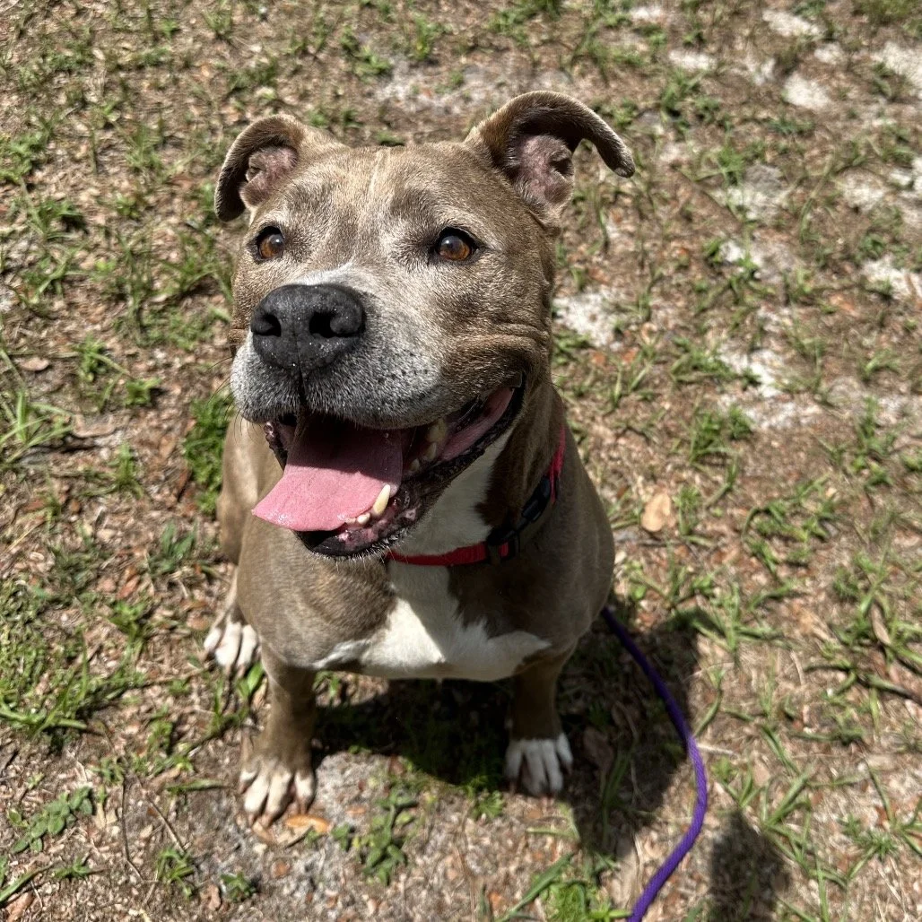Dogs Available for Adoption — SPCA of Brevard