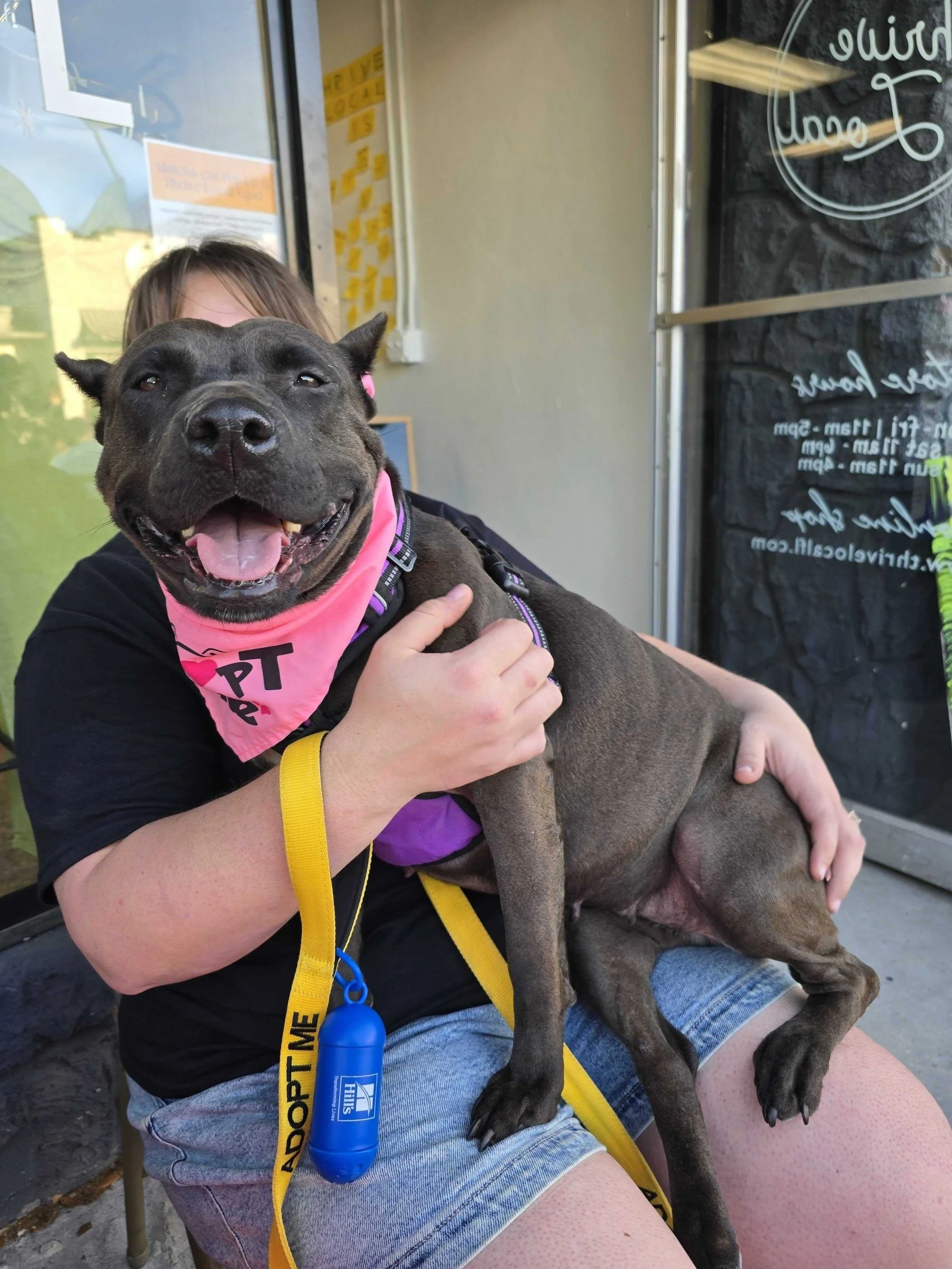 Foster | Make a Difference Today — SPCA of Brevard