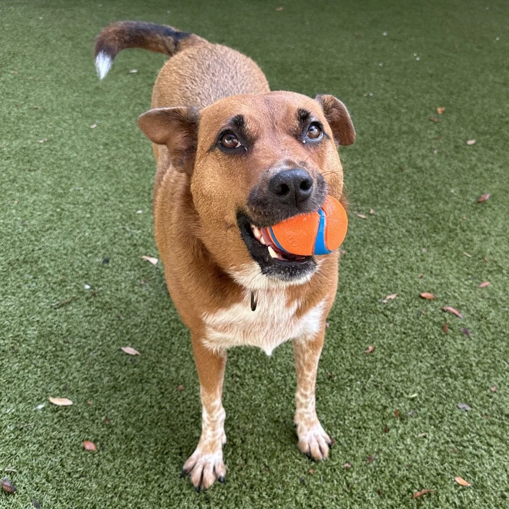 Dogs Available for Adoption — SPCA of Brevard