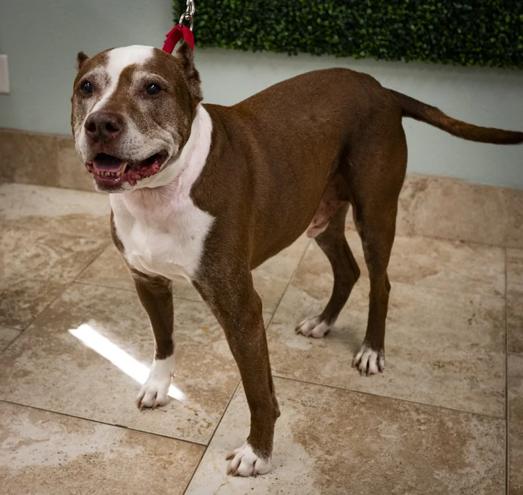 Dogs Available for Adoption — SPCA of Brevard