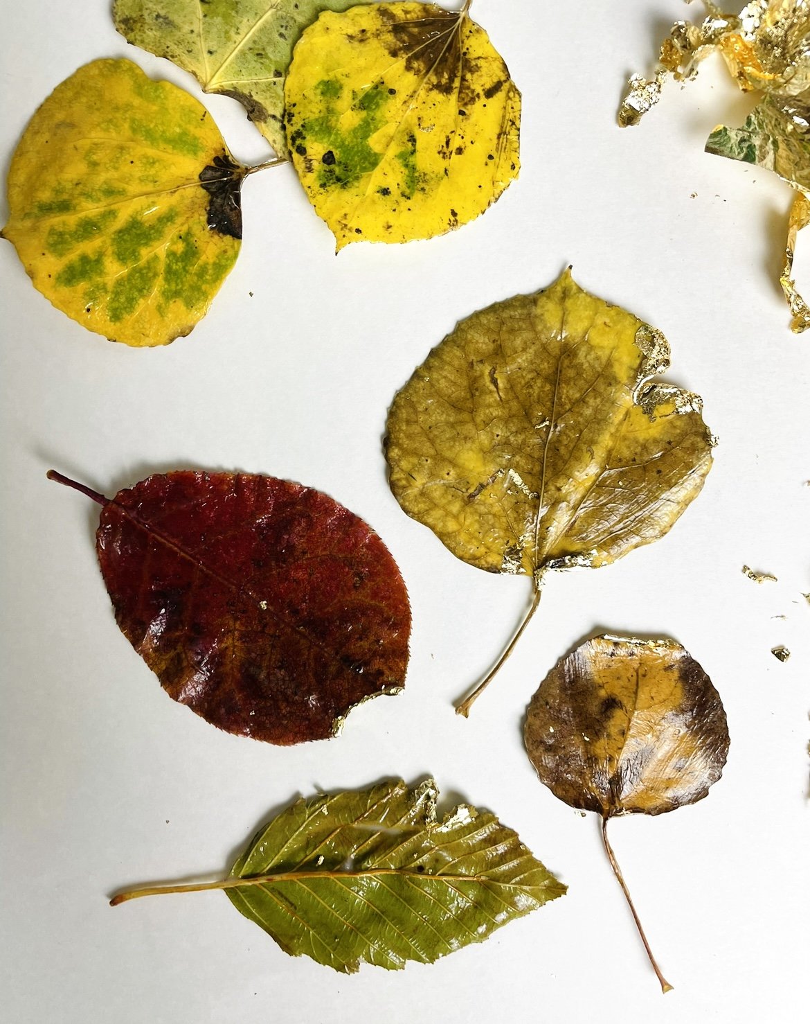 flora shoppe — give paper flora