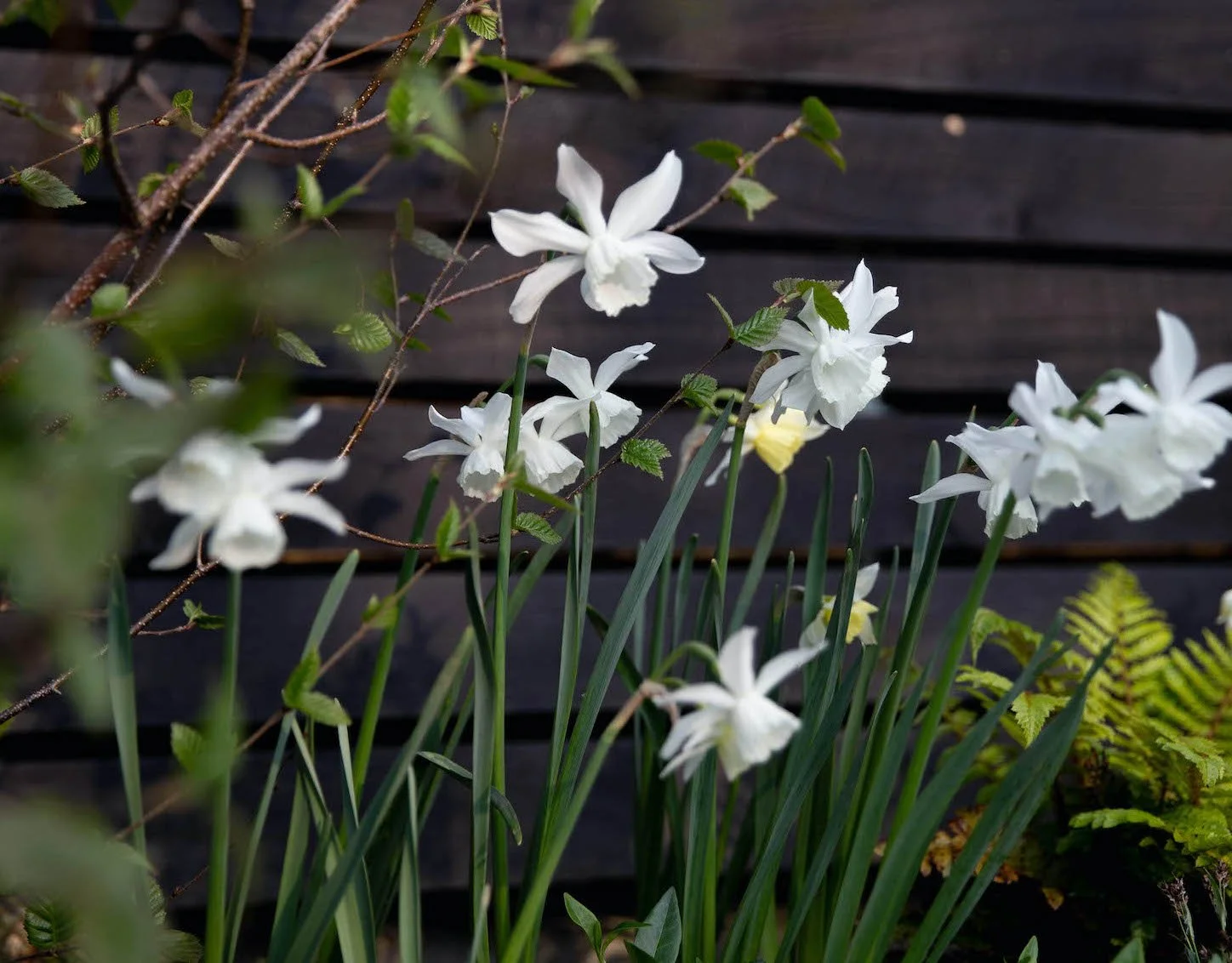 Plant Guide: Narcissus — Victoria Wade