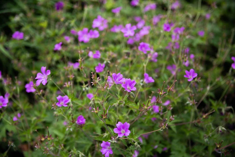 Plant guide: hardy geraniums — Victoria Wade