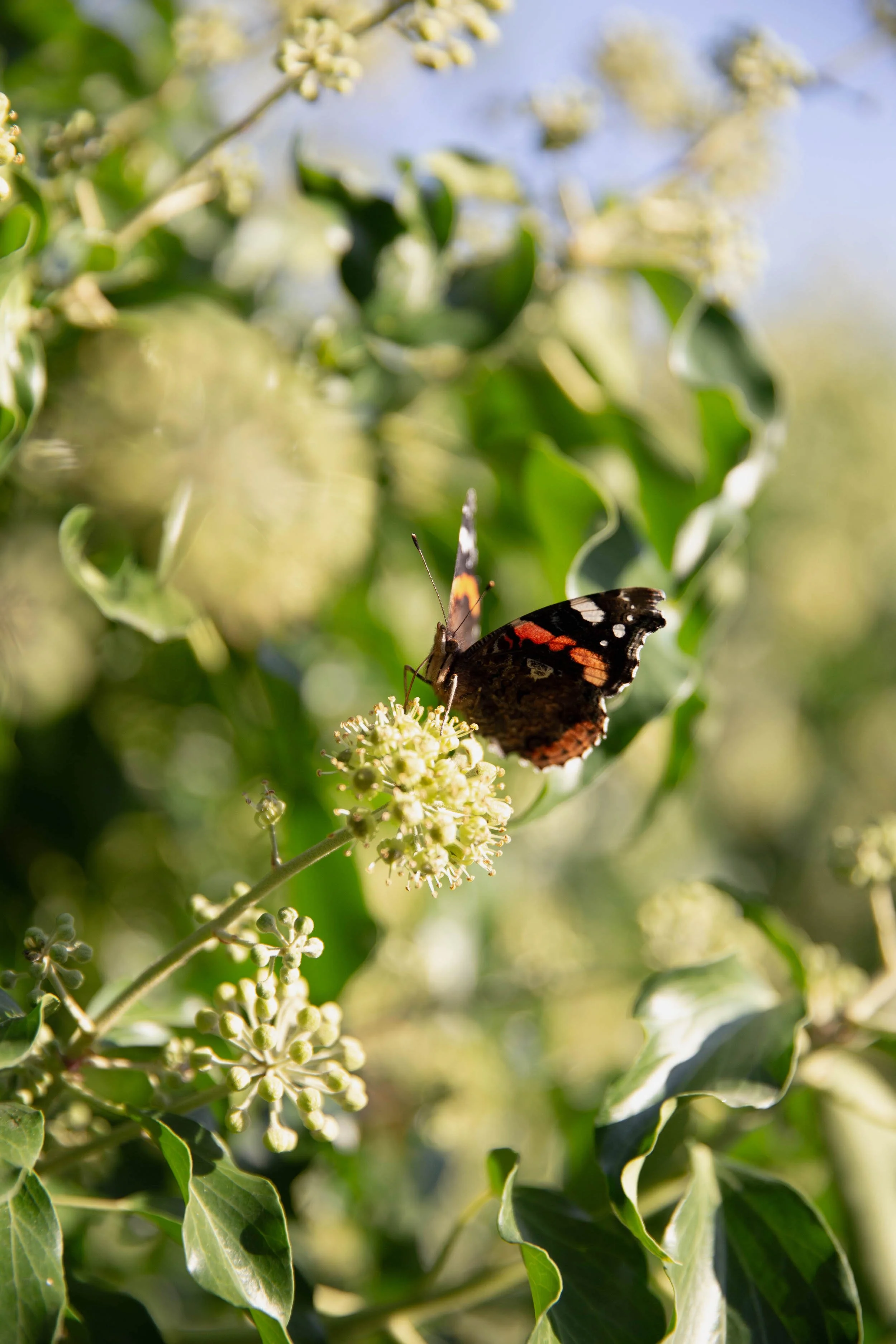 Plant guide: ivy — Victoria Wade