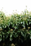 Plant guide: ivy — Victoria Wade