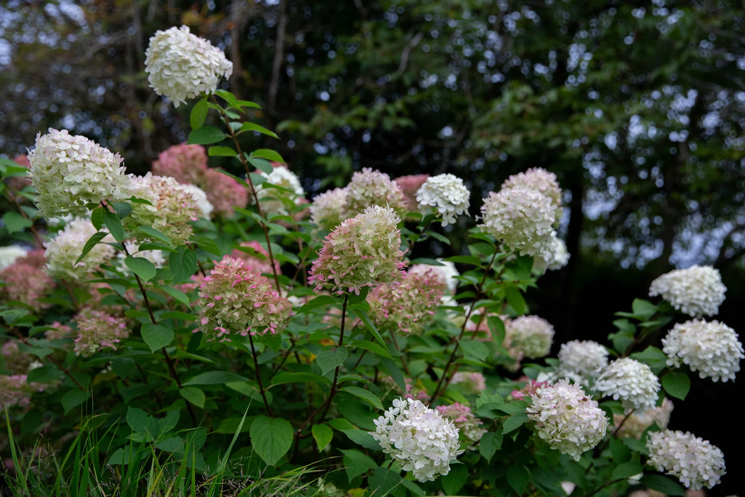 Plant guide: hydrangeas — Victoria Wade