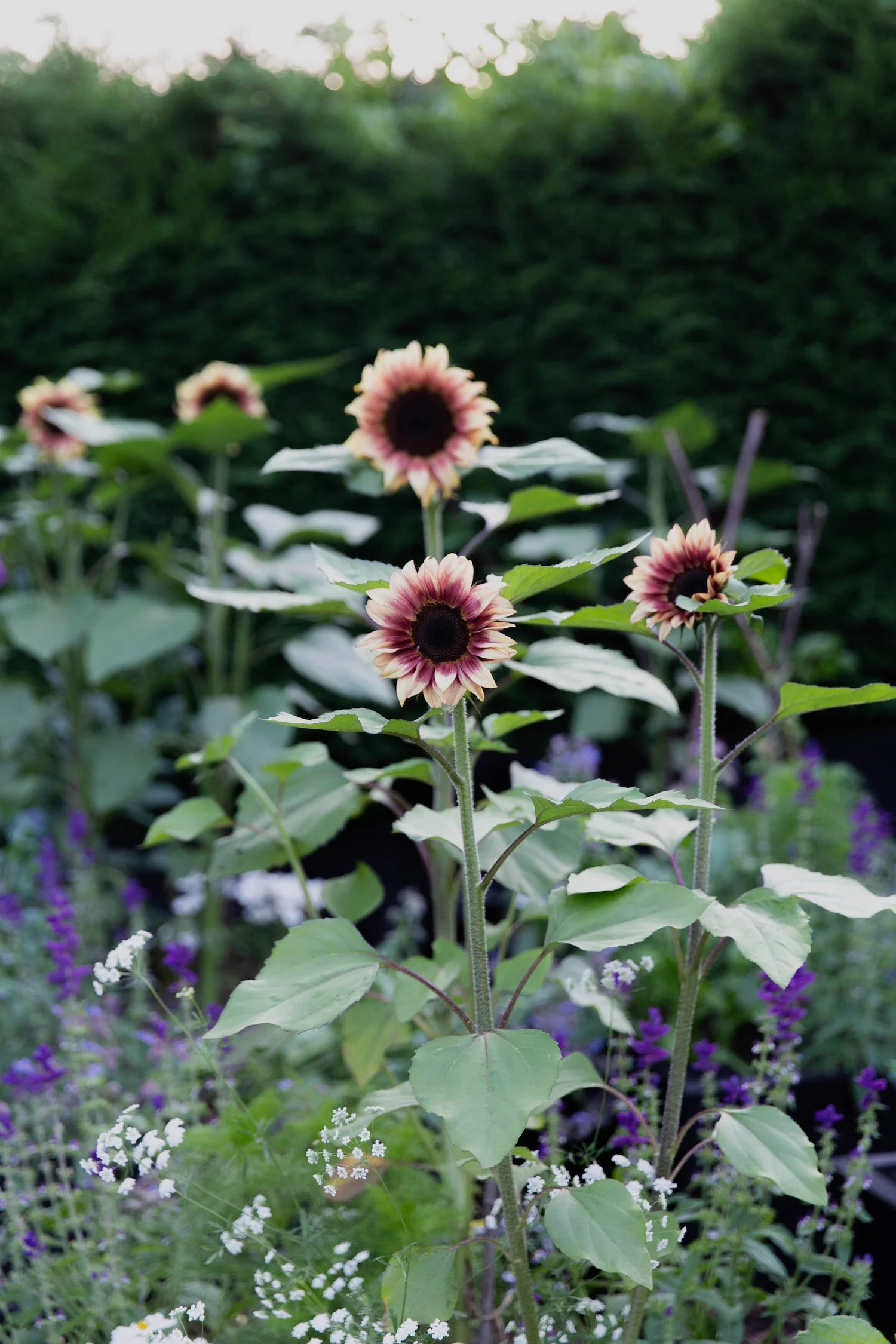 Plant Guide: Sunflowers — Victoria Wade