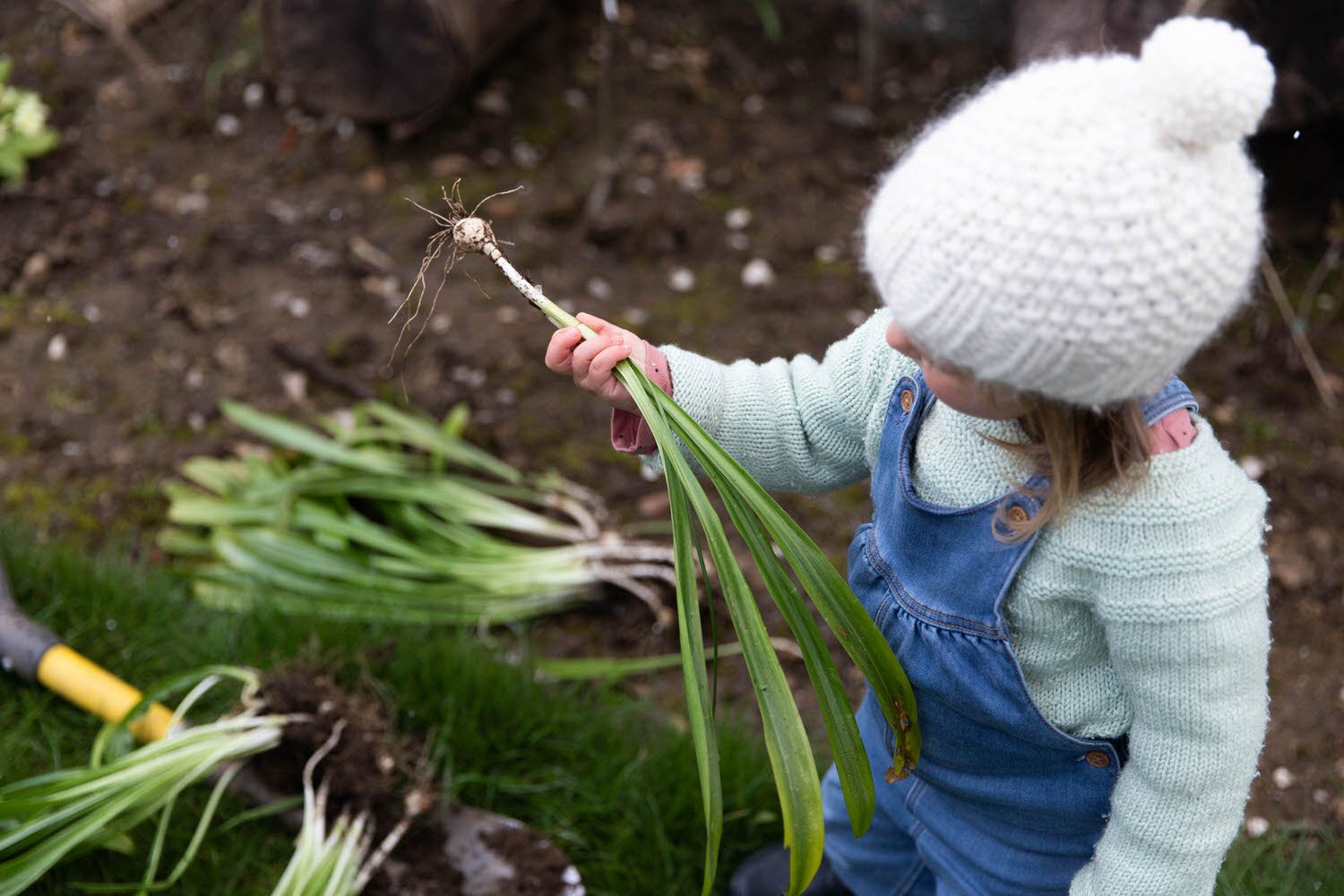 Plant Guide Snowdrops Victoria Wade
