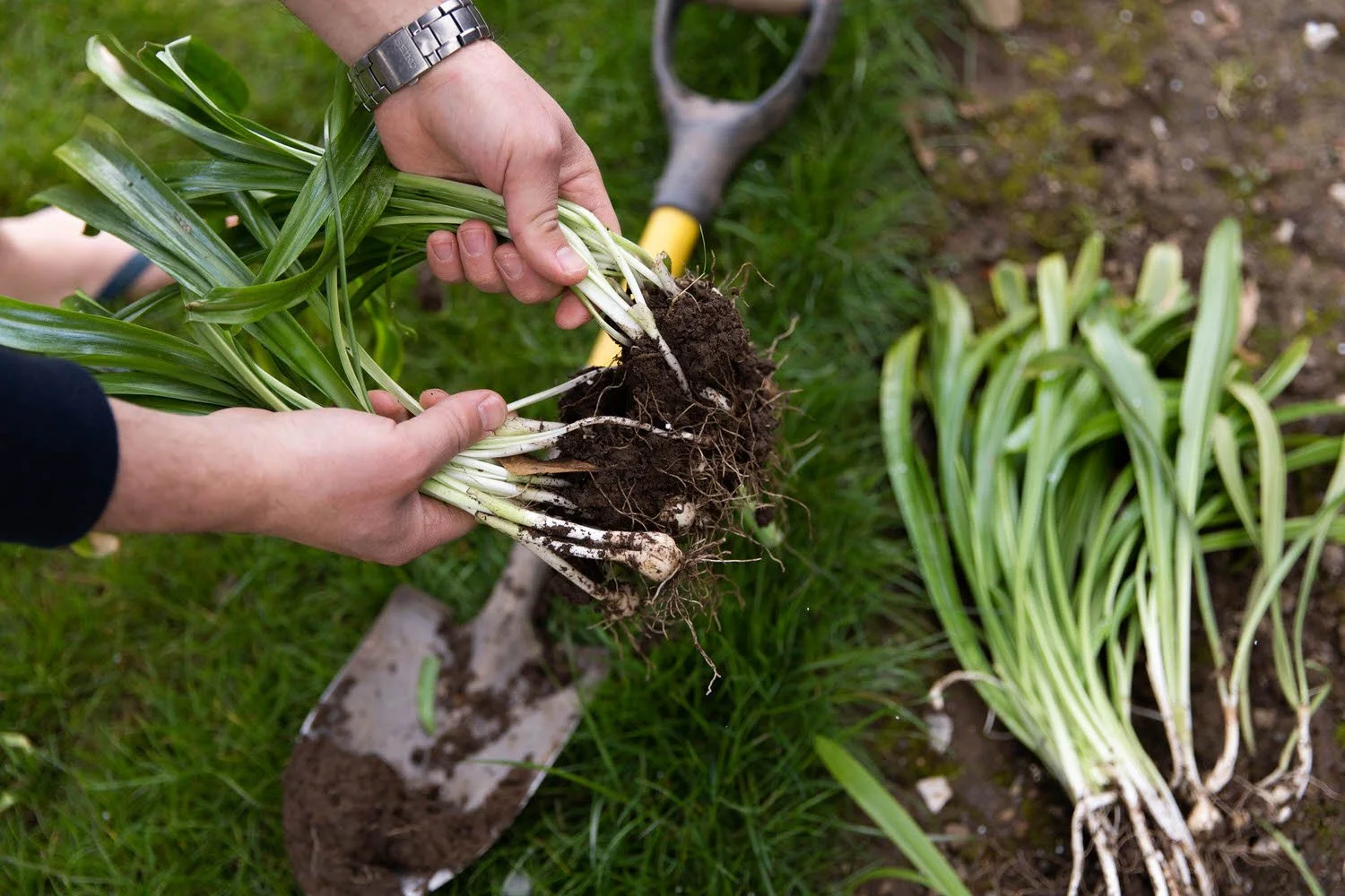 Plant Guide : Snowdrops — Victoria Wade