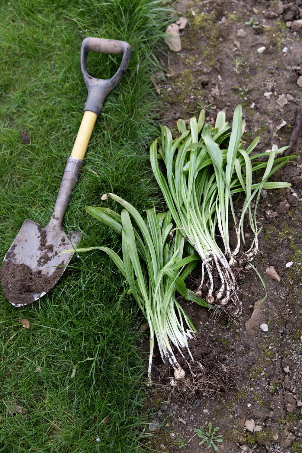 Plant guide : snowdrops — Victoria Wade