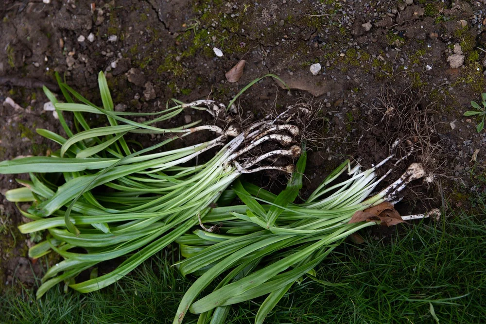 Plant guide : snowdrops — Victoria Wade