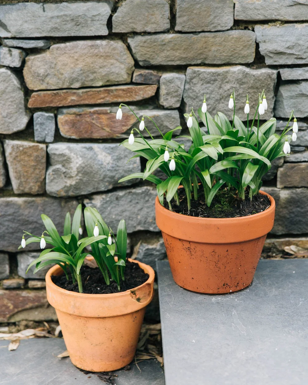 Plant guide : snowdrops — Victoria Wade