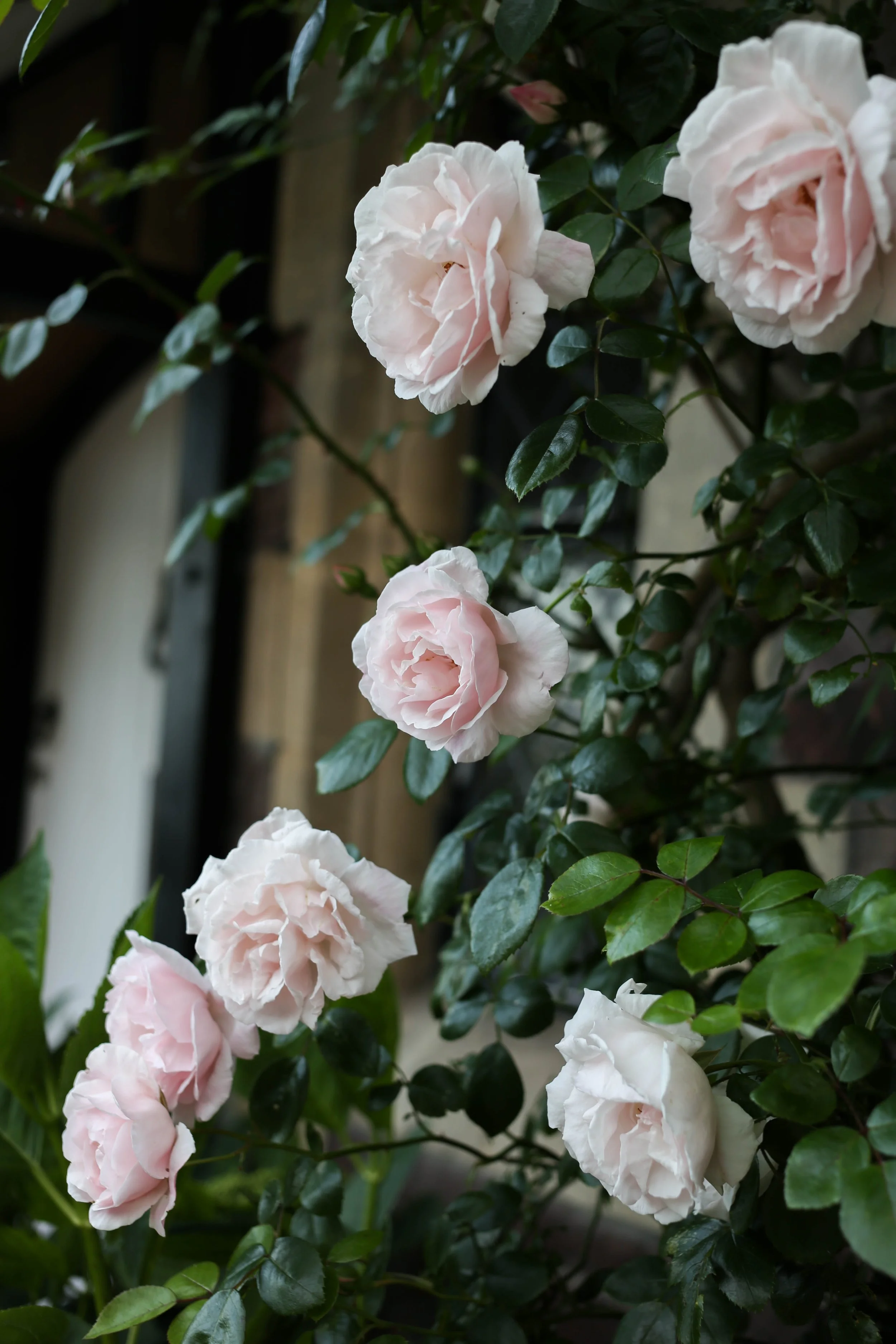 Plant guide: roses — Victoria Wade