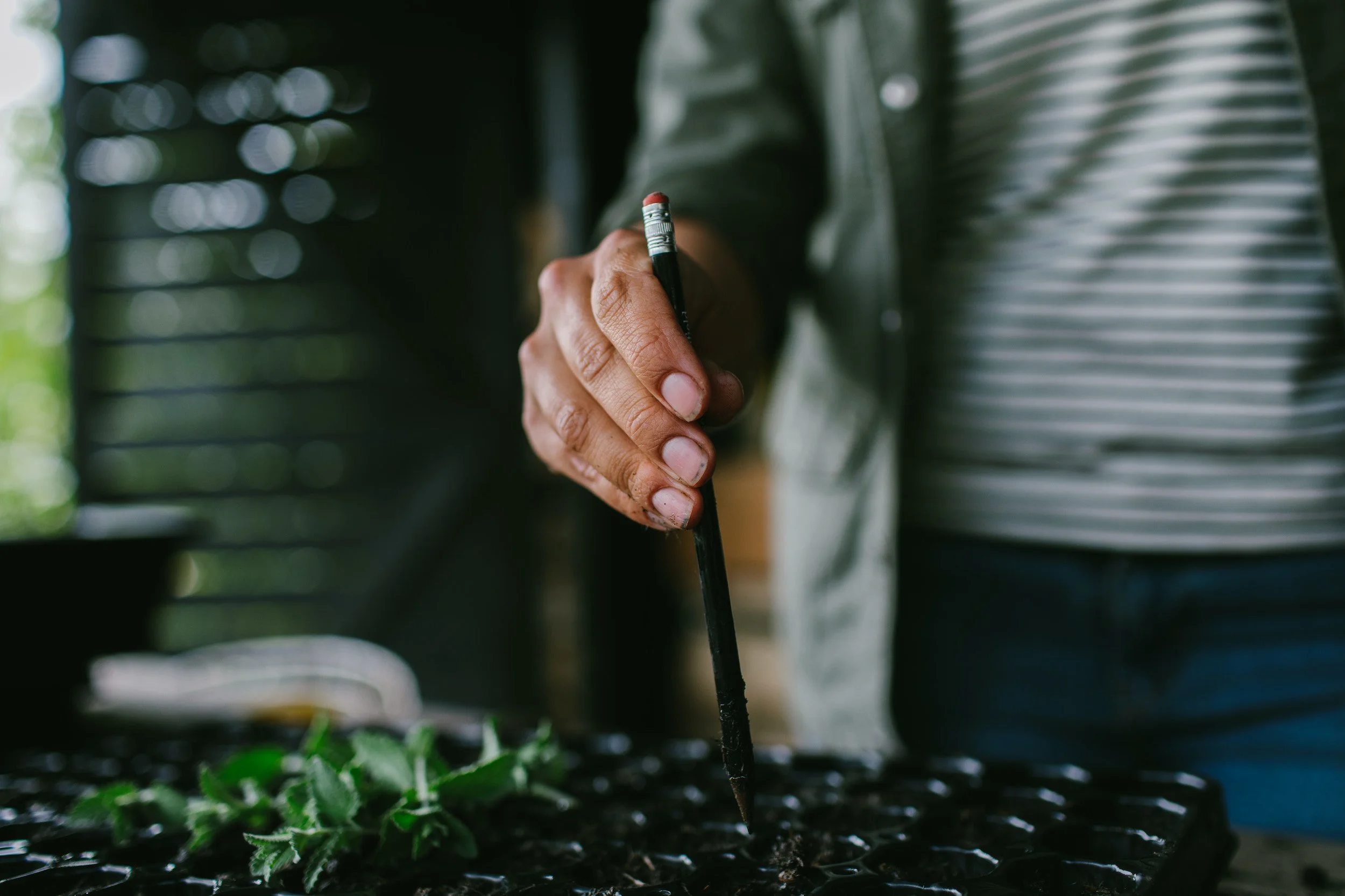 How to: Pricking out and potting on seedlings — Victoria Wade